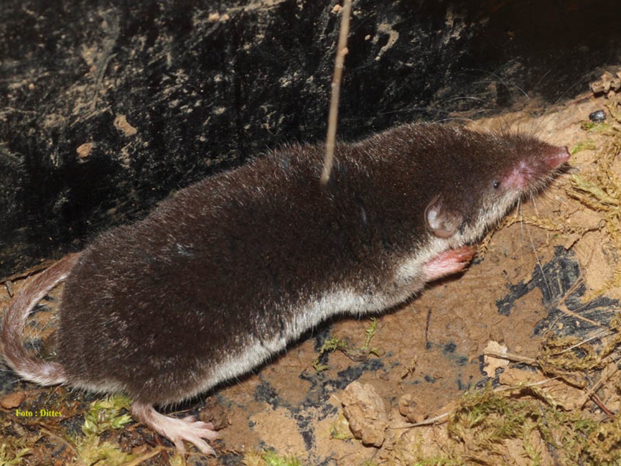 In Bretten zu Hause: Die Feldspitzmaus - Bretten