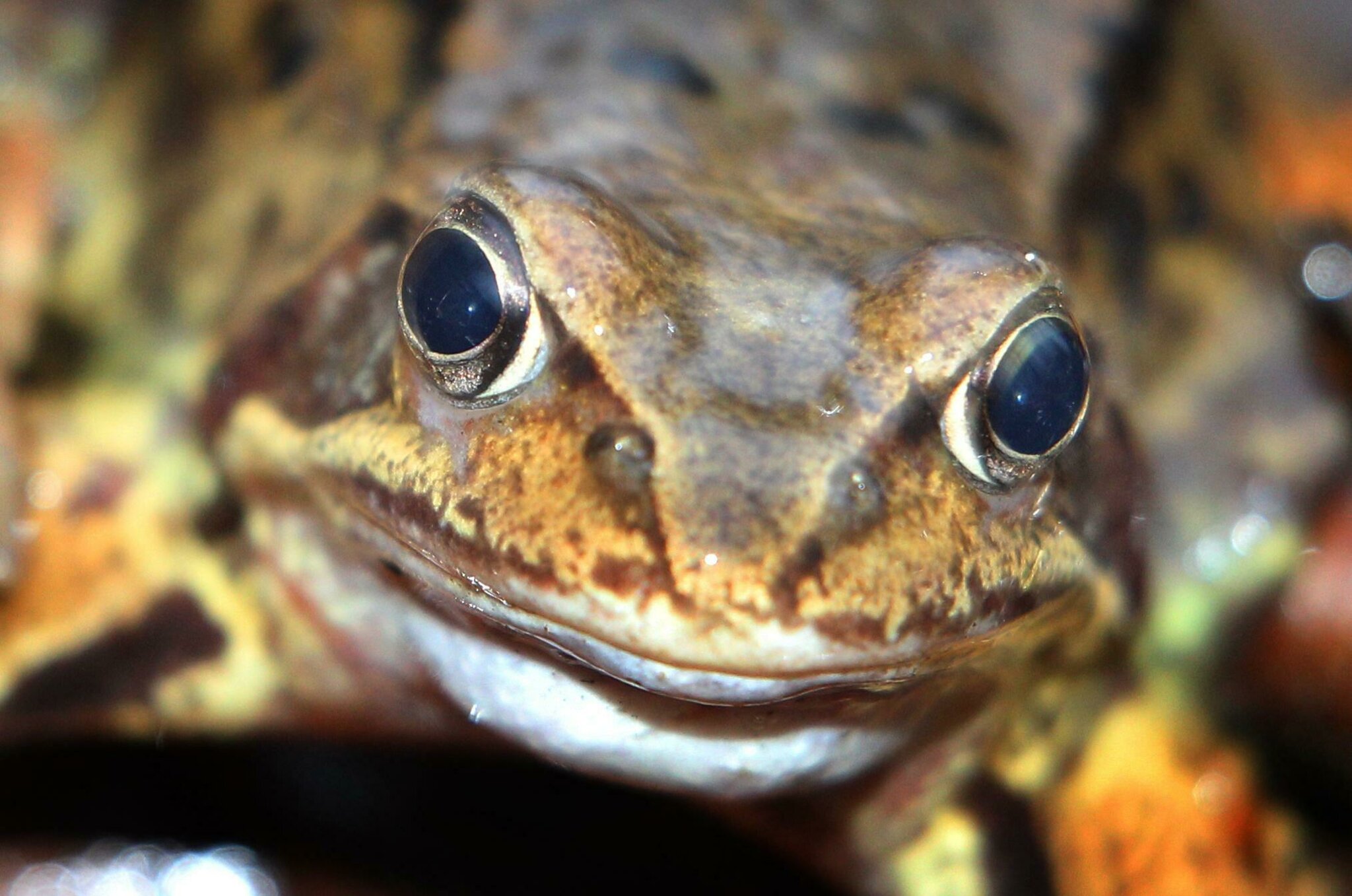 Amphibien fehlen feuchte Rückzugsorte an Land: Trockenheit macht Amphibien im Südwesten schwer ...