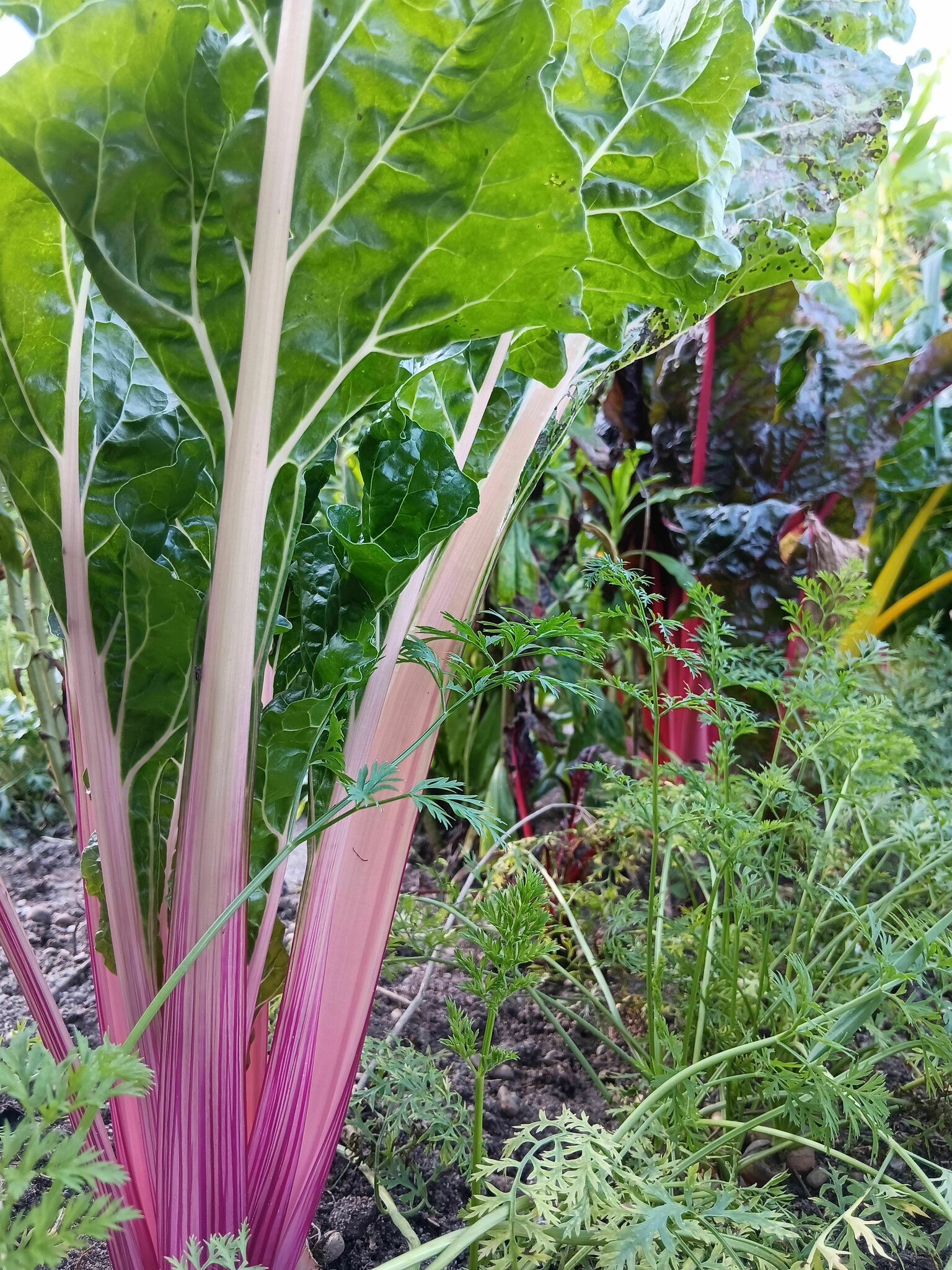 Arten im Garten: Historisches im Beet und in der Küche - Region