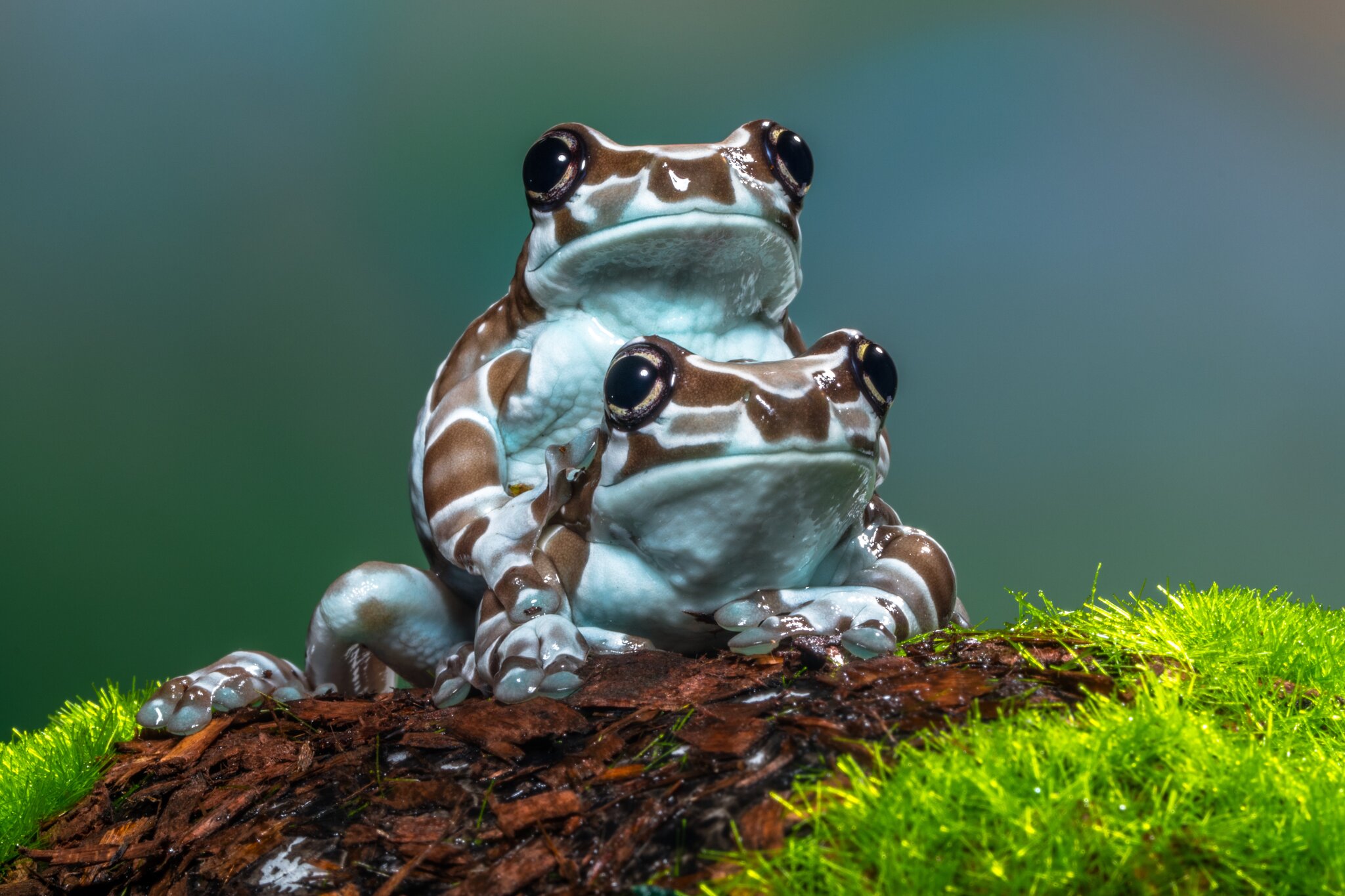 Vortrag am 12. April in Maulbronn: Dr. Axel Kwet über 200 Jahre ...